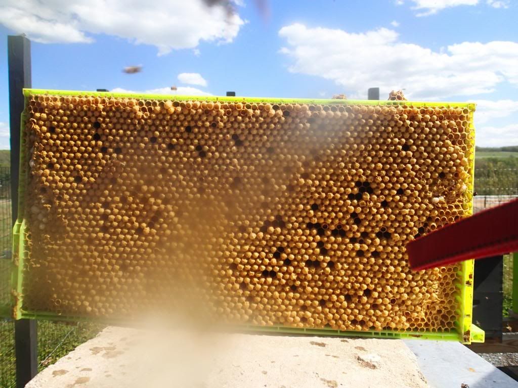 green drone frames-do they work? | Beesource Beekeeping Forums